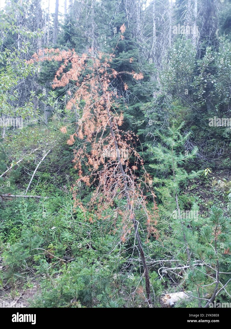 western larch (Larix occidentalis Stock Photo - Alamy