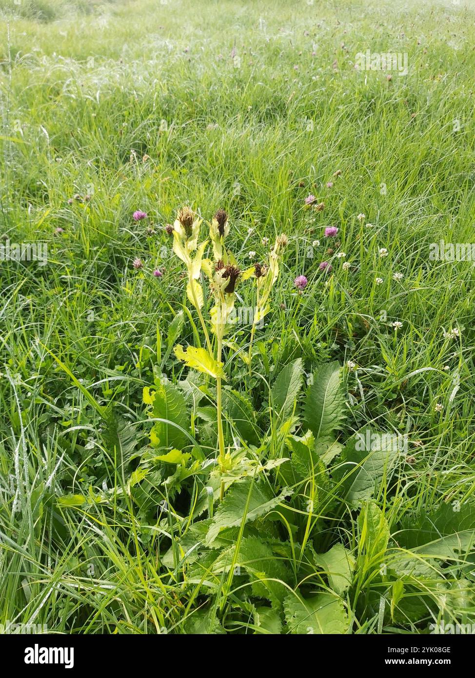 Cabbage Thistle (Cirsium oleraceum Stock Photo - Alamy