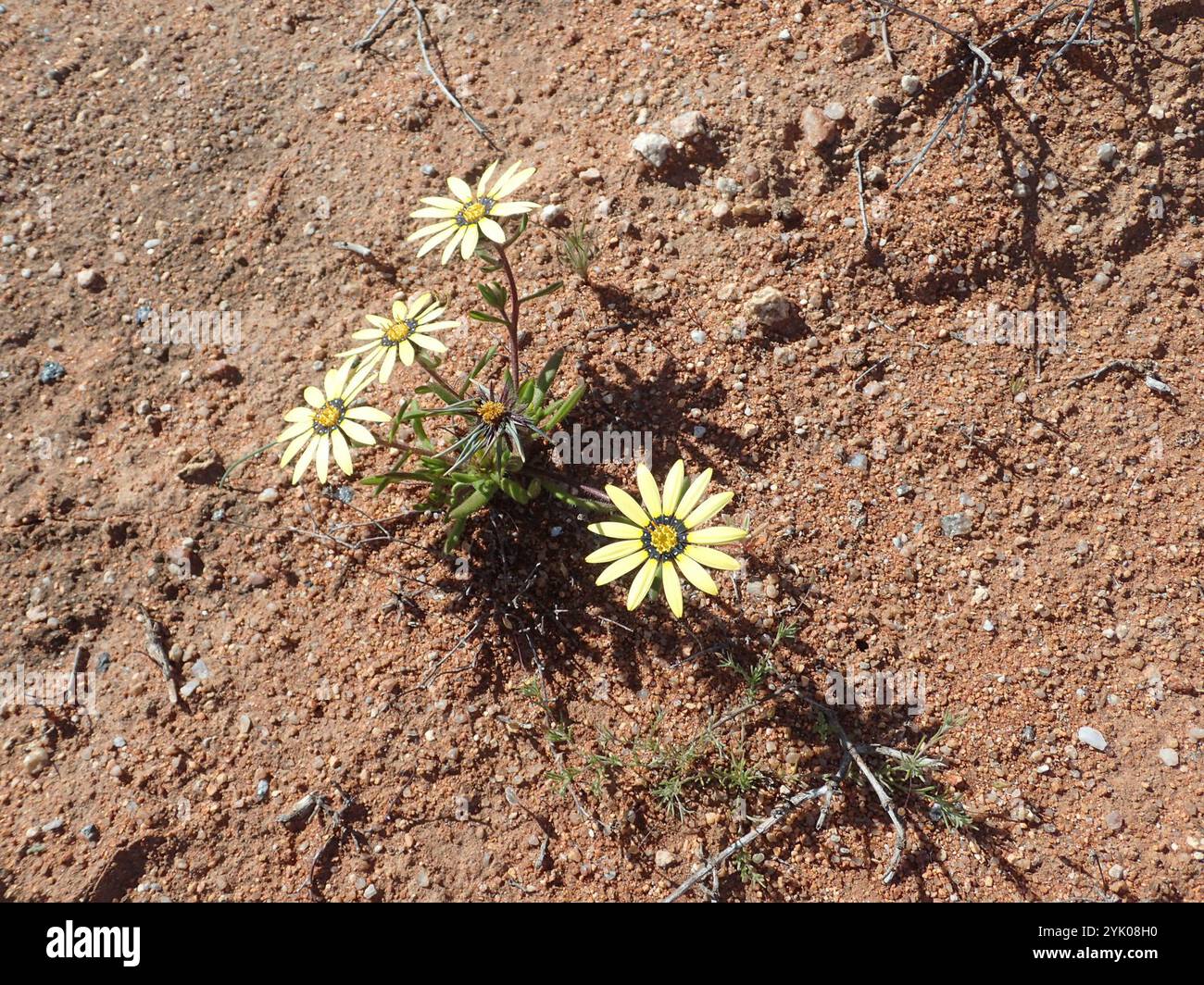 Beetle Daisy (Gorteria diffusa diffusa Stock Photo - Alamy