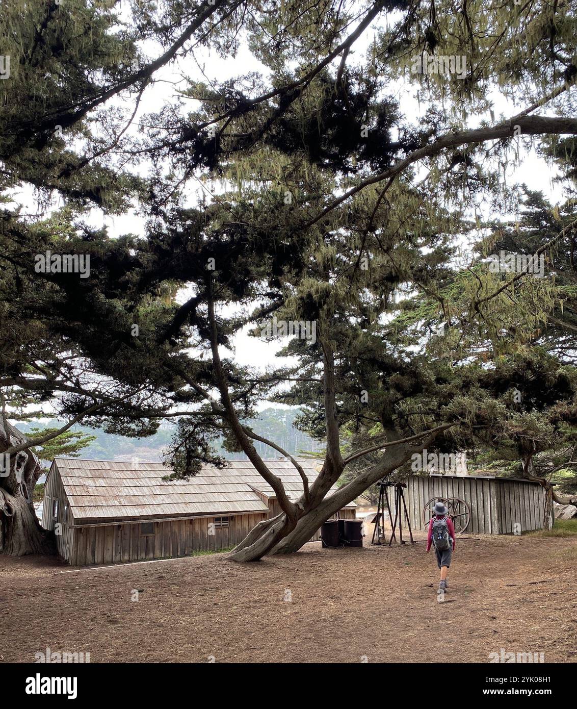 Monterey Cypress (Hesperocyparis macrocarpa Stock Photo - Alamy