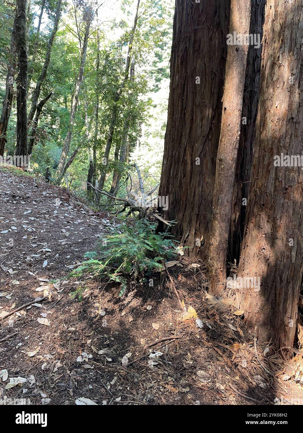 coast redwood (Sequoia sempervirens Stock Photo - Alamy