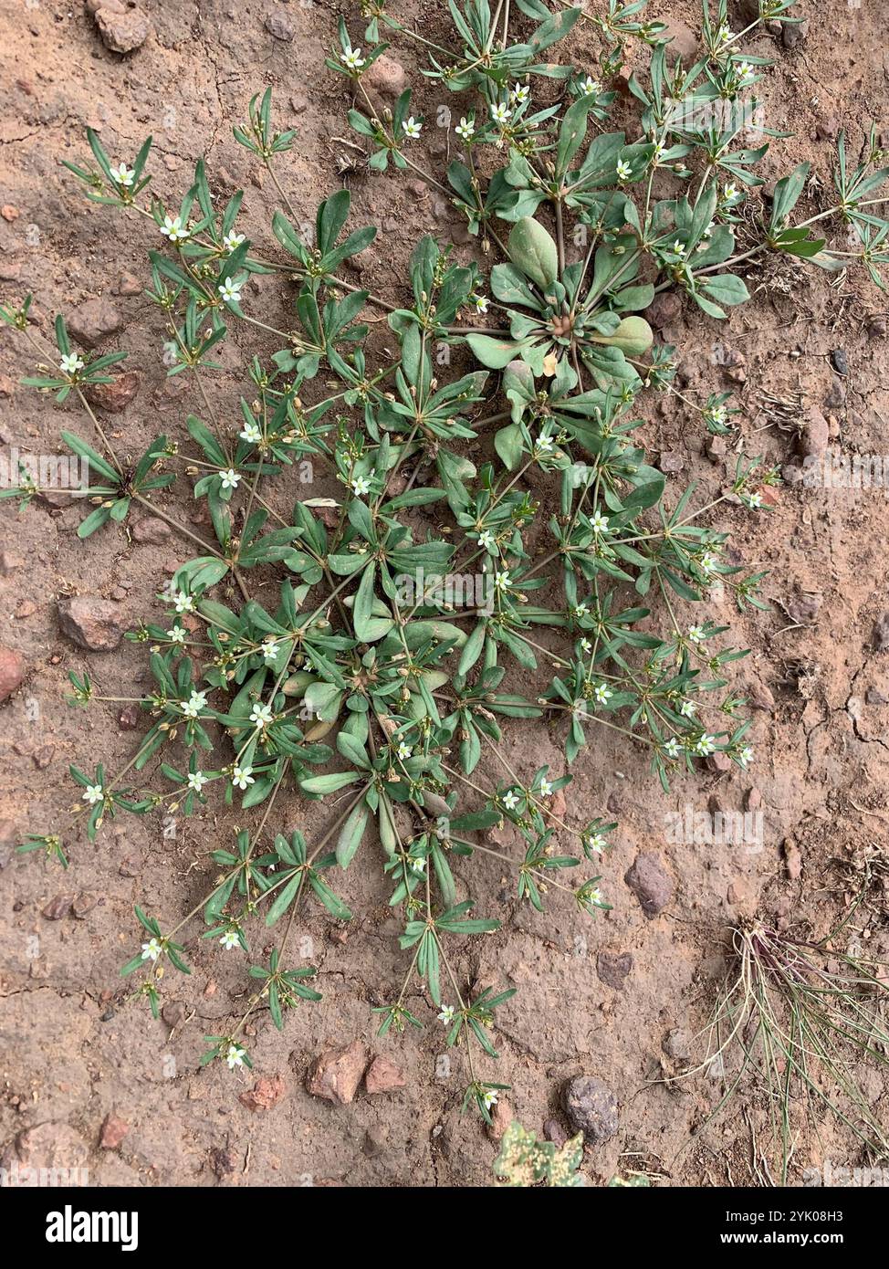 green carpetweed (Mollugo verticillata Stock Photo - Alamy