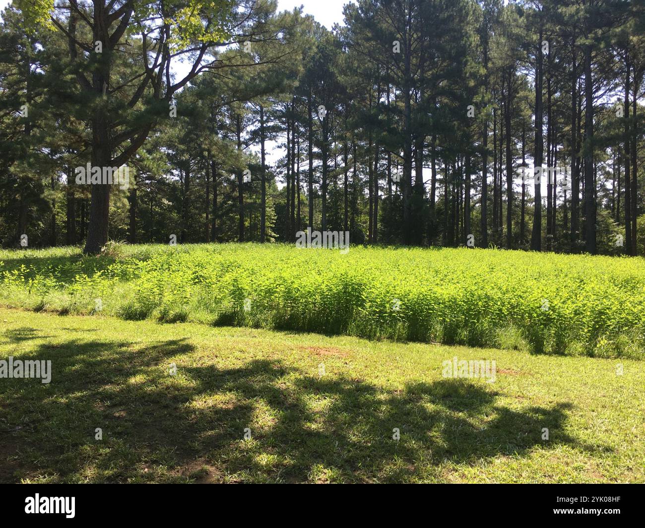 hemp dogbane (Apocynum cannabinum Stock Photo - Alamy