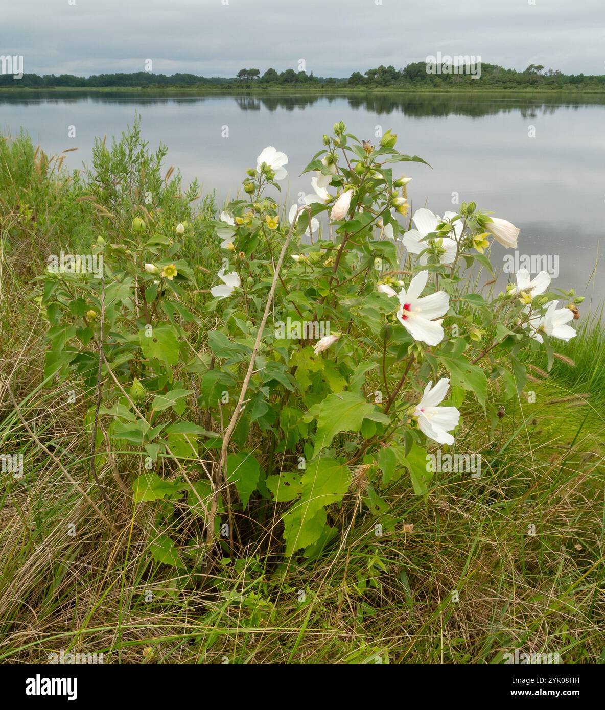 swamp rose mallow (Hibiscus moscheutos Stock Photo - Alamy