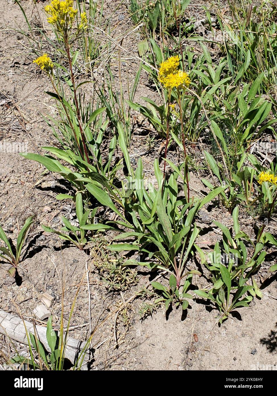 northern goldenrod (Solidago multiradiata Stock Photo - Alamy
