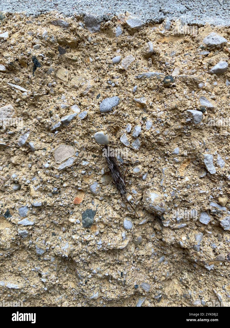 Giant Casemaker Caddisflies (Phryganeidae Stock Photo - Alamy