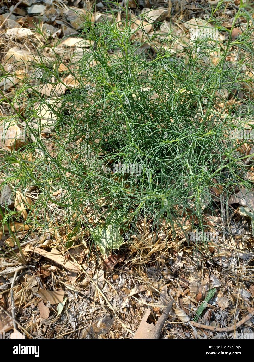 Prickly Russian Thistle (Salsola tragus Stock Photo - Alamy