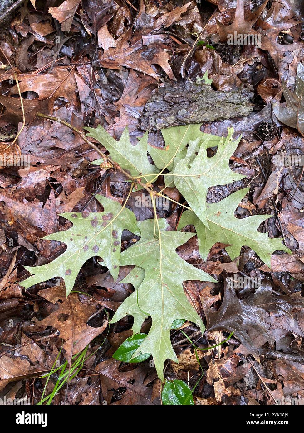 cherrybark oak (Quercus pagoda Stock Photo - Alamy