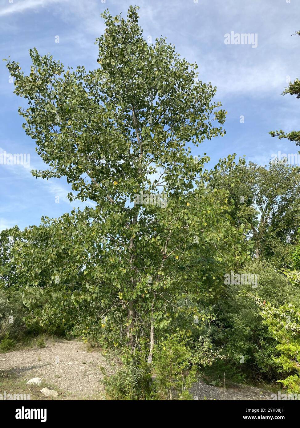 Eastern Cottonwood (Populus deltoides Stock Photo - Alamy