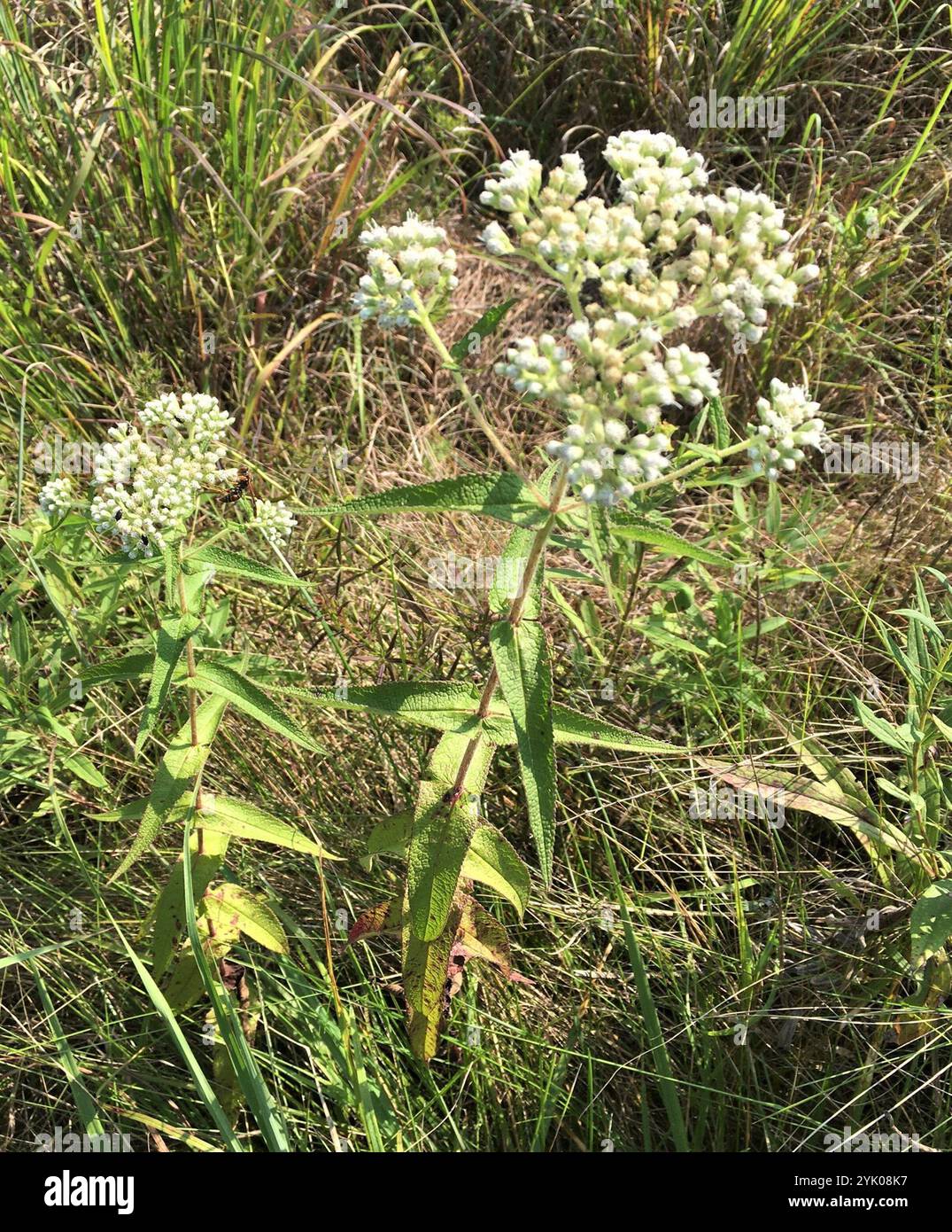 common boneset (Eupatorium perfoliatum Stock Photo - Alamy