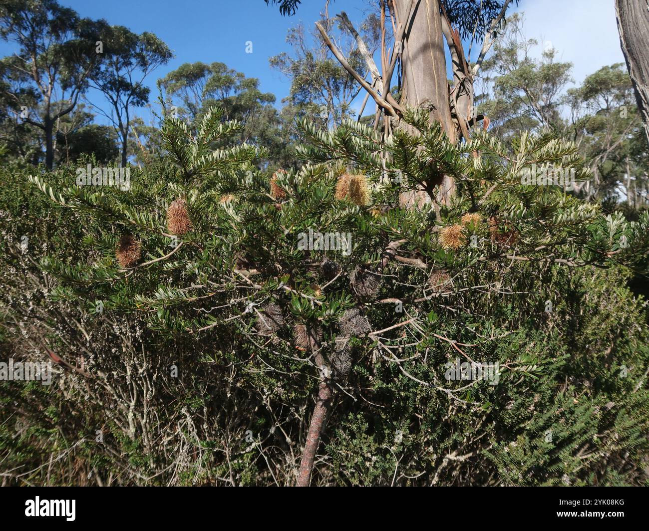 Silver Banksia (Banksia marginata Stock Photo - Alamy