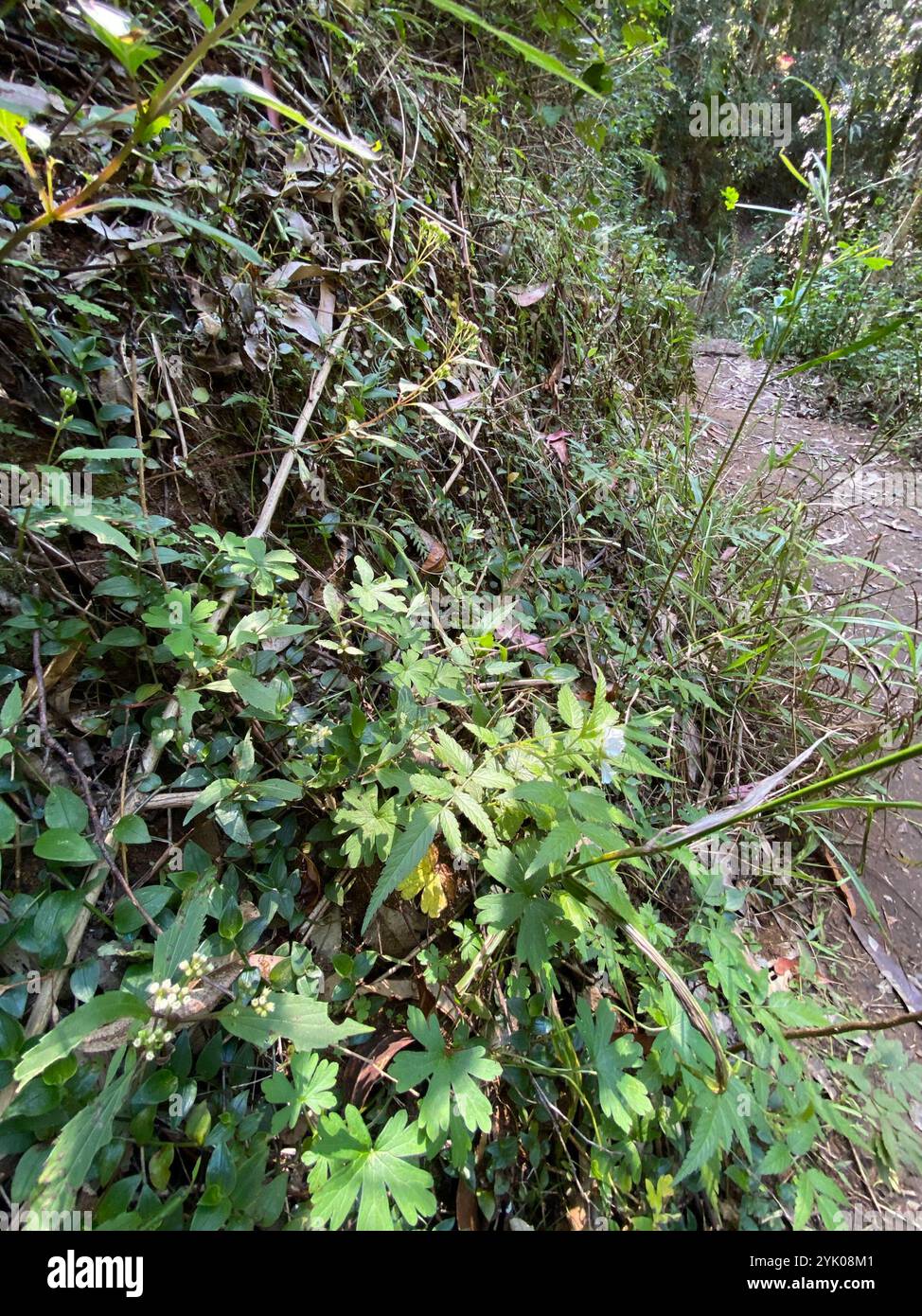 roseleaf bramble (Rubus rosifolius Stock Photo - Alamy