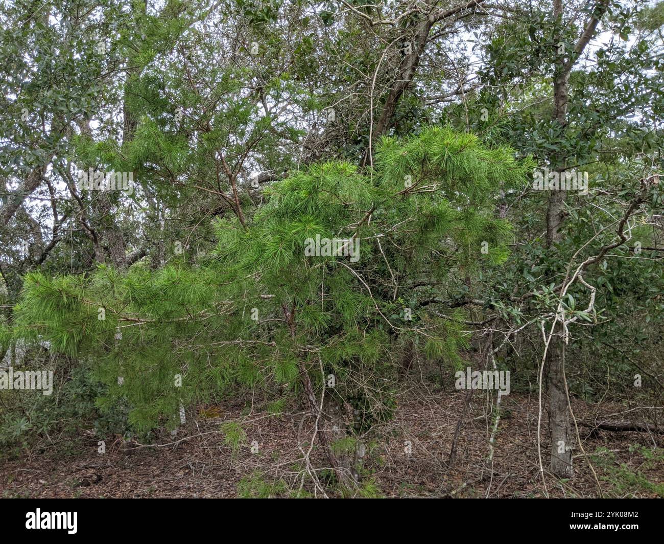 sand pine (Pinus clausa Stock Photo - Alamy