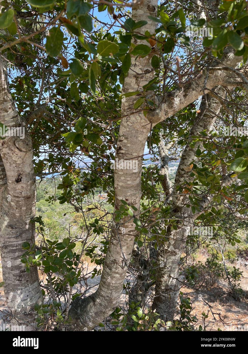 coast live oak (Quercus agrifolia Stock Photo - Alamy
