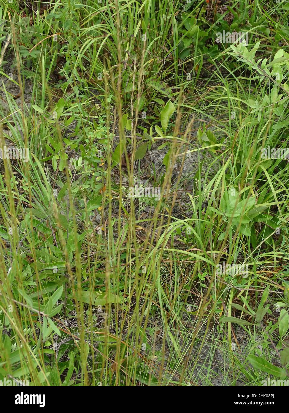 Wiregrass hi-res stock photography and images - Alamy