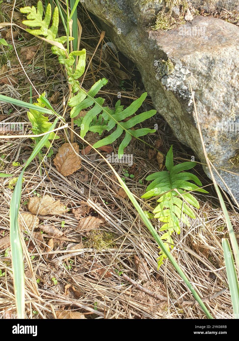 common polypody (Polypodium vulgare Stock Photo - Alamy