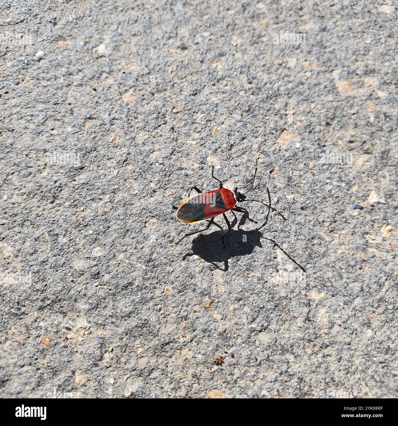 Harlequin Red Bug (Dindymus versicolor Stock Photo - Alamy
