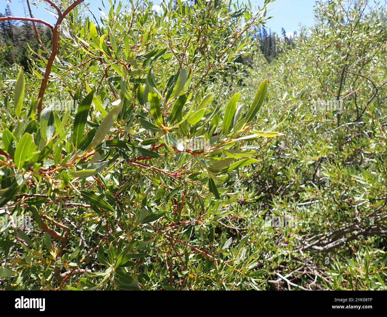 Salix lemmonii hi-res stock photography and images - Alamy