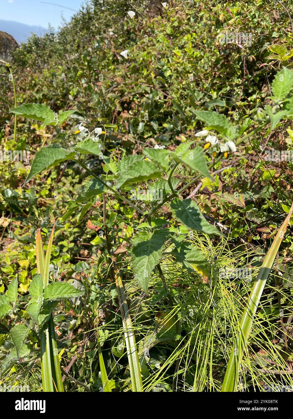 greenspot nightshade (Solanum douglasii Stock Photo - Alamy