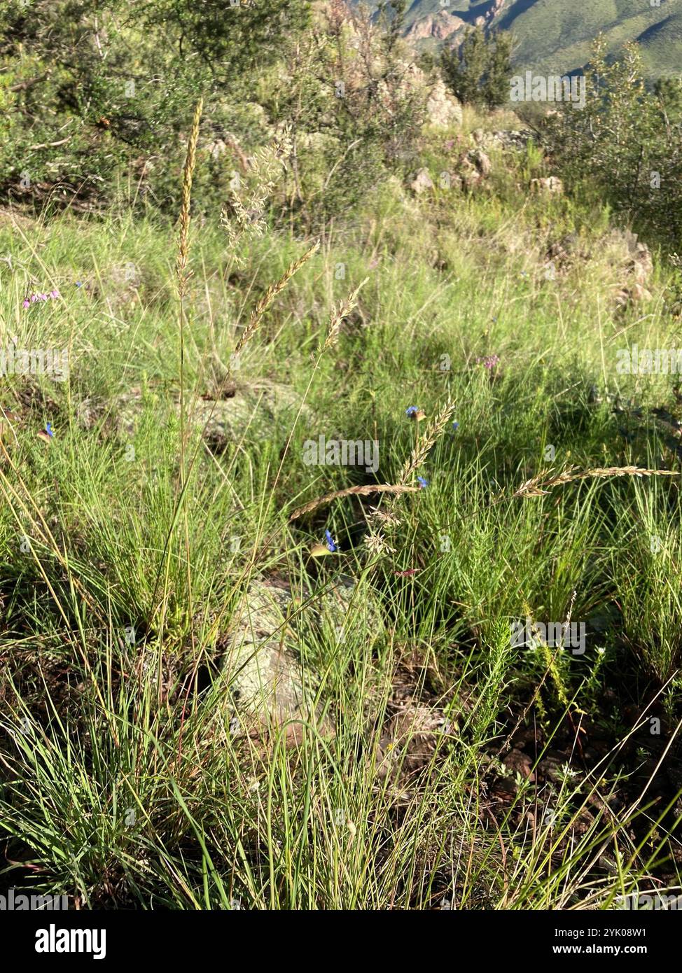 Prairie Junegrass (Koeleria macrantha Stock Photo - Alamy