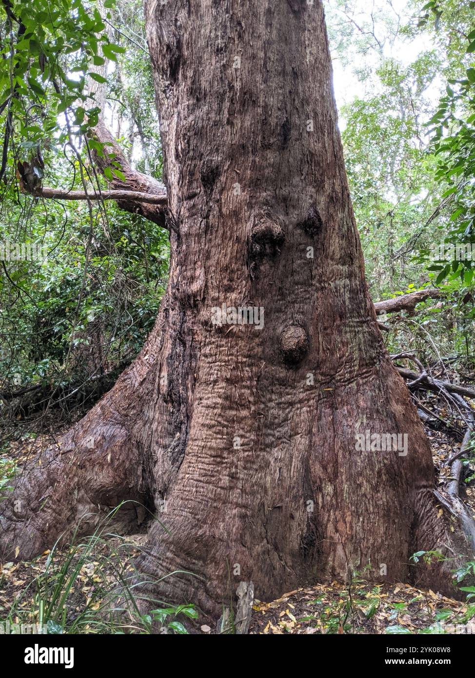 Tallowwood (Eucalyptus microcorys Stock Photo - Alamy