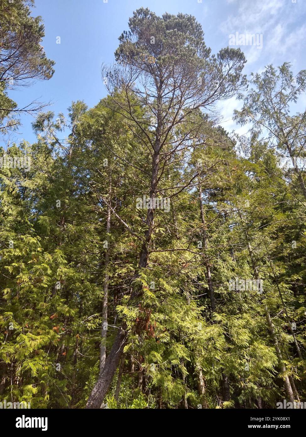 Shore Pine (Pinus contorta contorta Stock Photo - Alamy