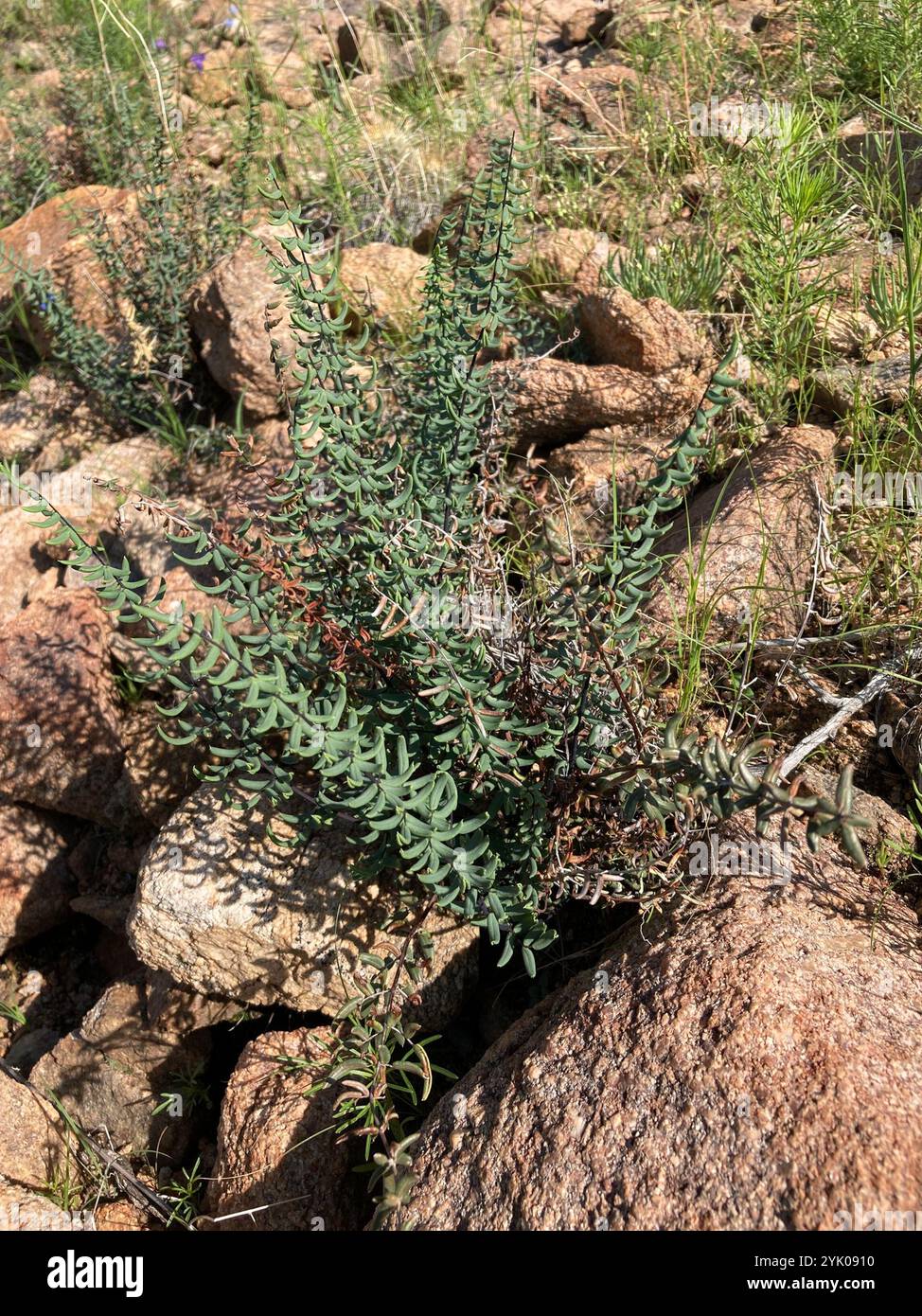 Wright's cliffbrake (Pellaea wrightiana Stock Photo - Alamy