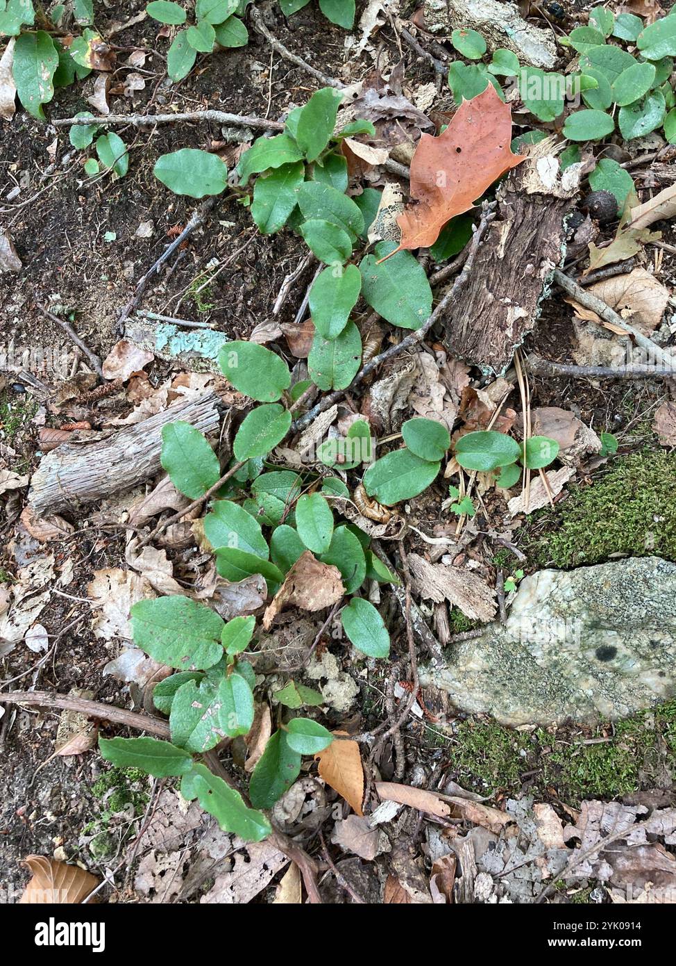 trailing arbutus (Epigaea repens Stock Photo - Alamy
