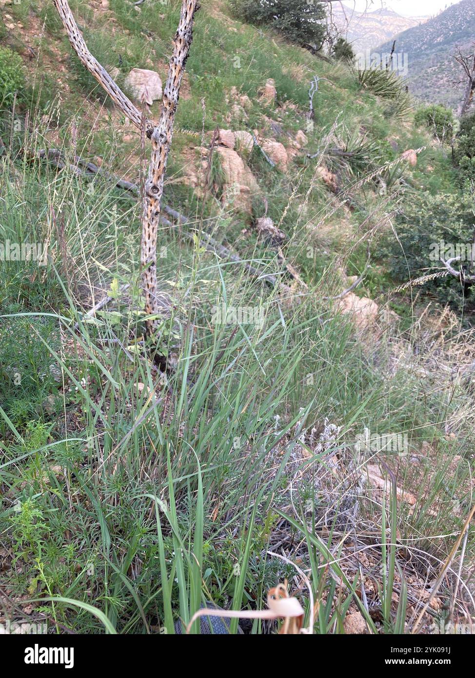 Sideoats Grama (Bouteloua curtipendula Stock Photo - Alamy
