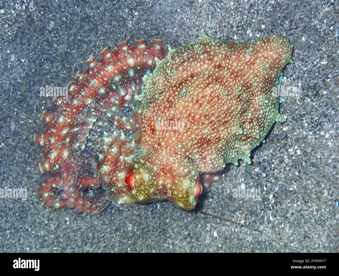 Ornate Night Octopus (Callistoctopus ornatus Stock Photo - Alamy