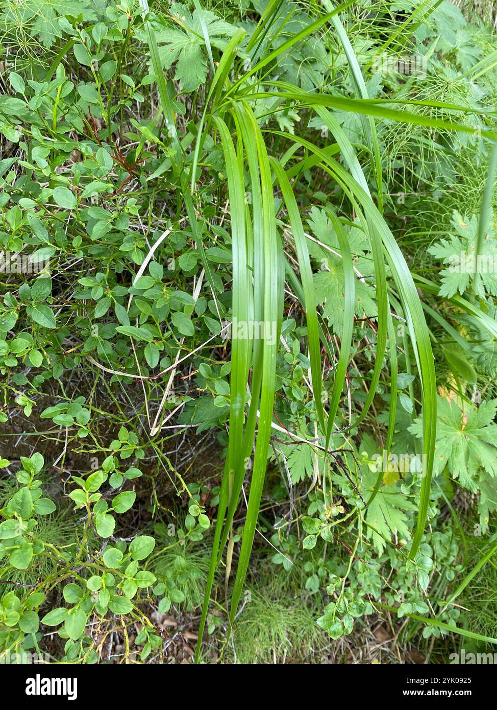 Poa alpine hi-res stock photography and images - Alamy