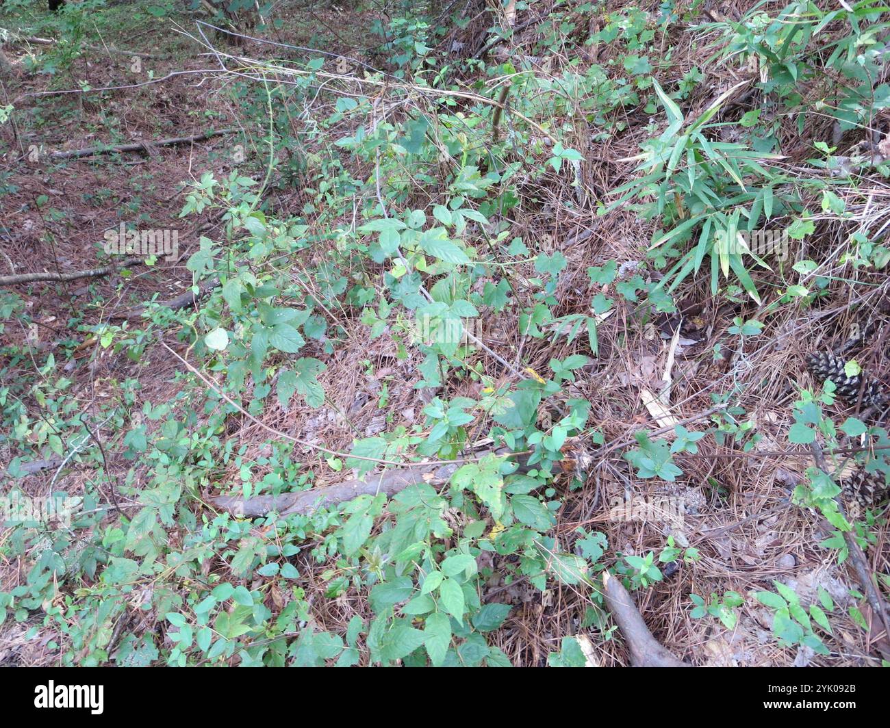 Pennsylvania Blackberry (Rubus pensilvanicus Stock Photo - Alamy
