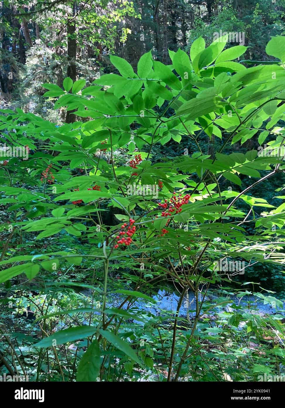 red-berried elder (Sambucus racemosa Stock Photo - Alamy