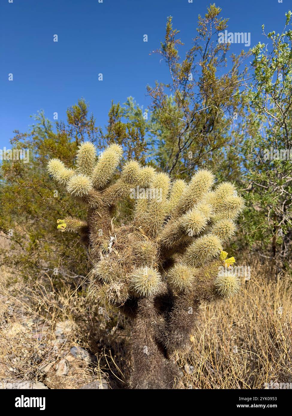 Spines of the jumping cholla hi-res stock photography and images - Alamy