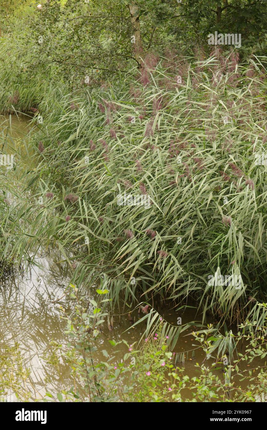 European reed (Phragmites australis australis Stock Photo - Alamy