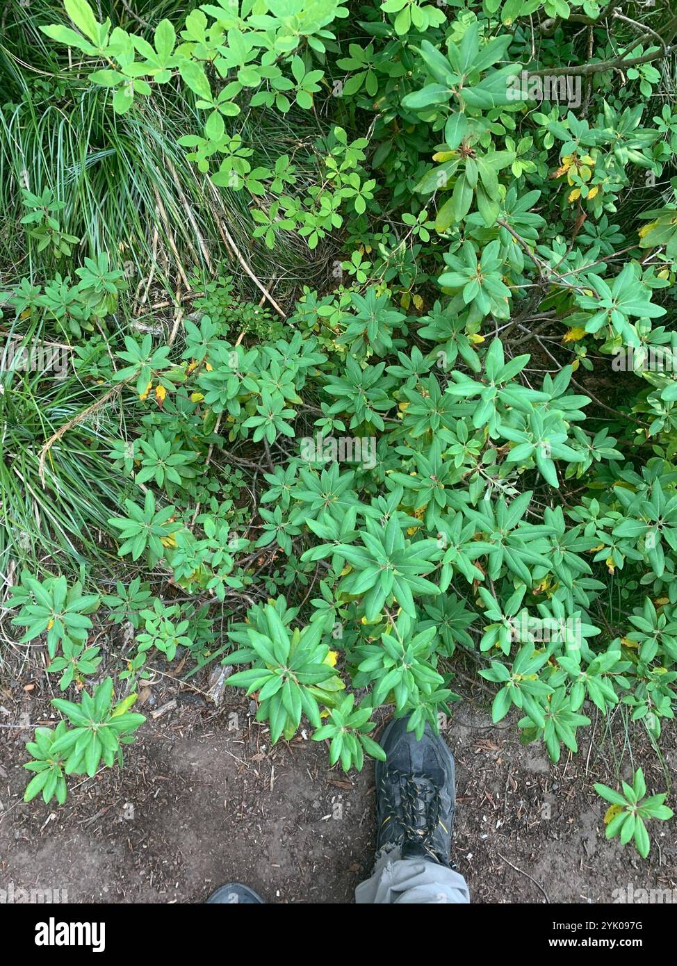 Western Labrador Tea (Rhododendron columbianum Stock Photo - Alamy
