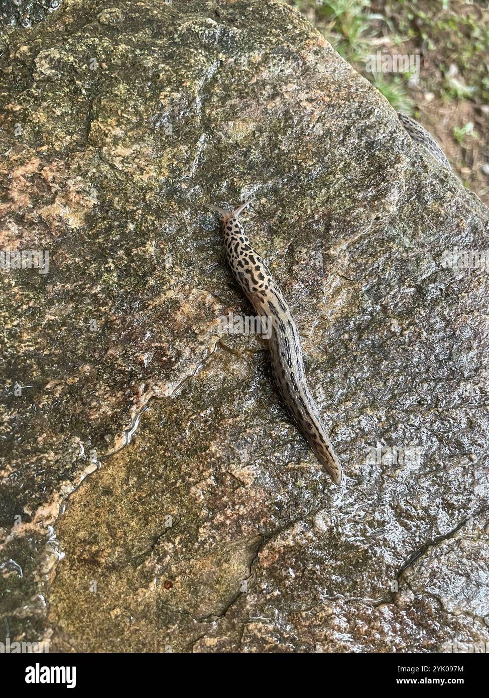Leopard Slug (Limax maximus Stock Photo - Alamy