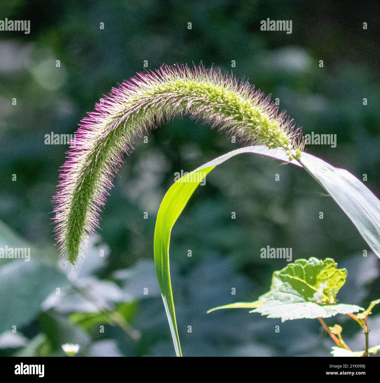 Setaria faberi hi-res stock photography and images - Alamy