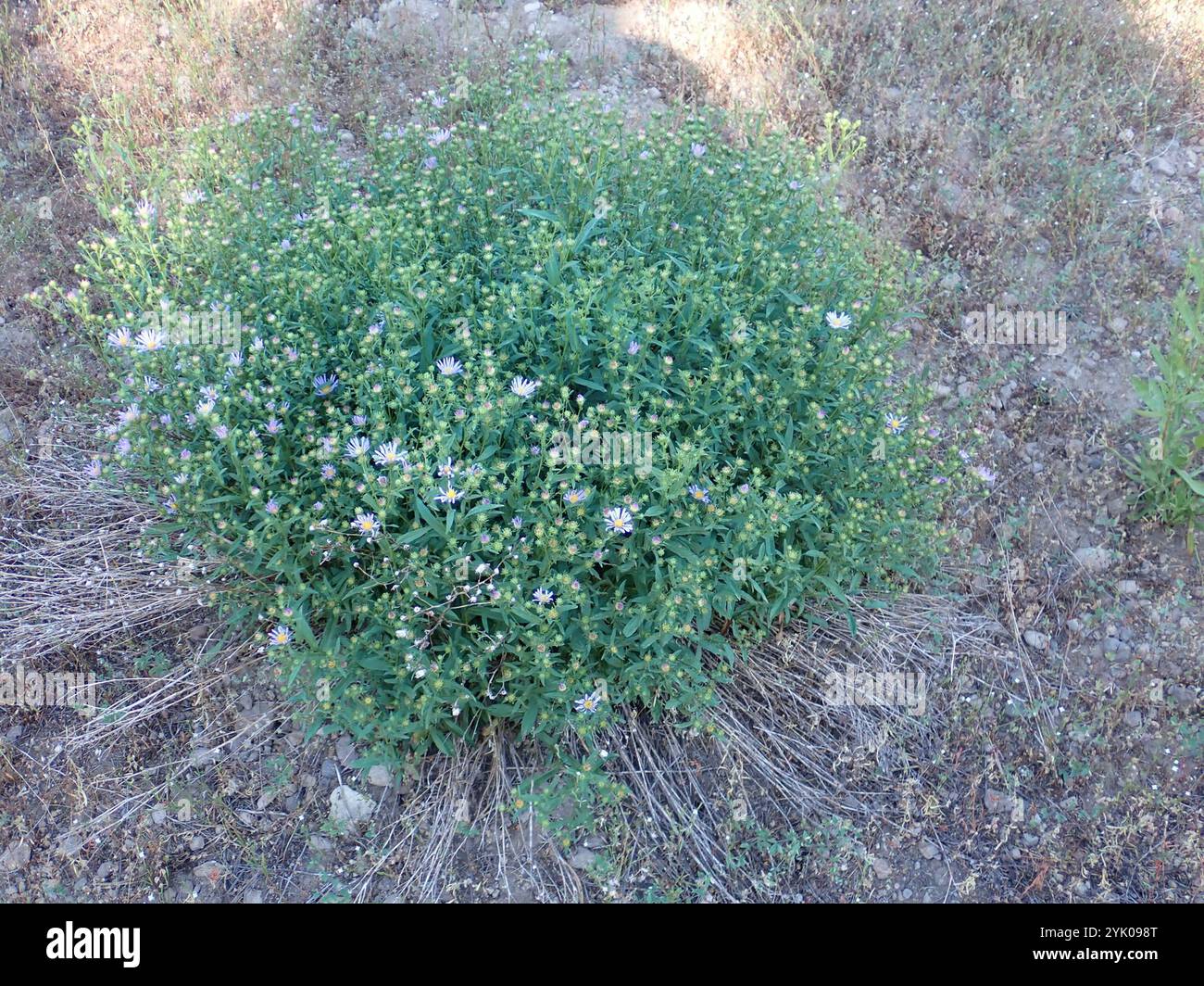 Asprella hi-res stock photography and images - Alamy