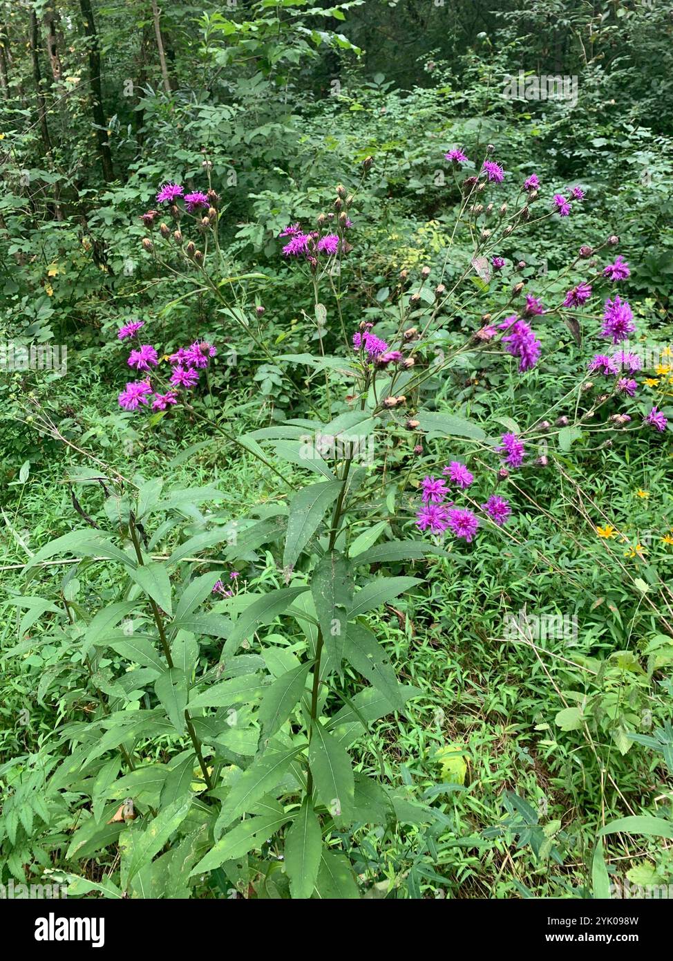 Tall Ironweed (Vernonia gigantea Stock Photo - Alamy
