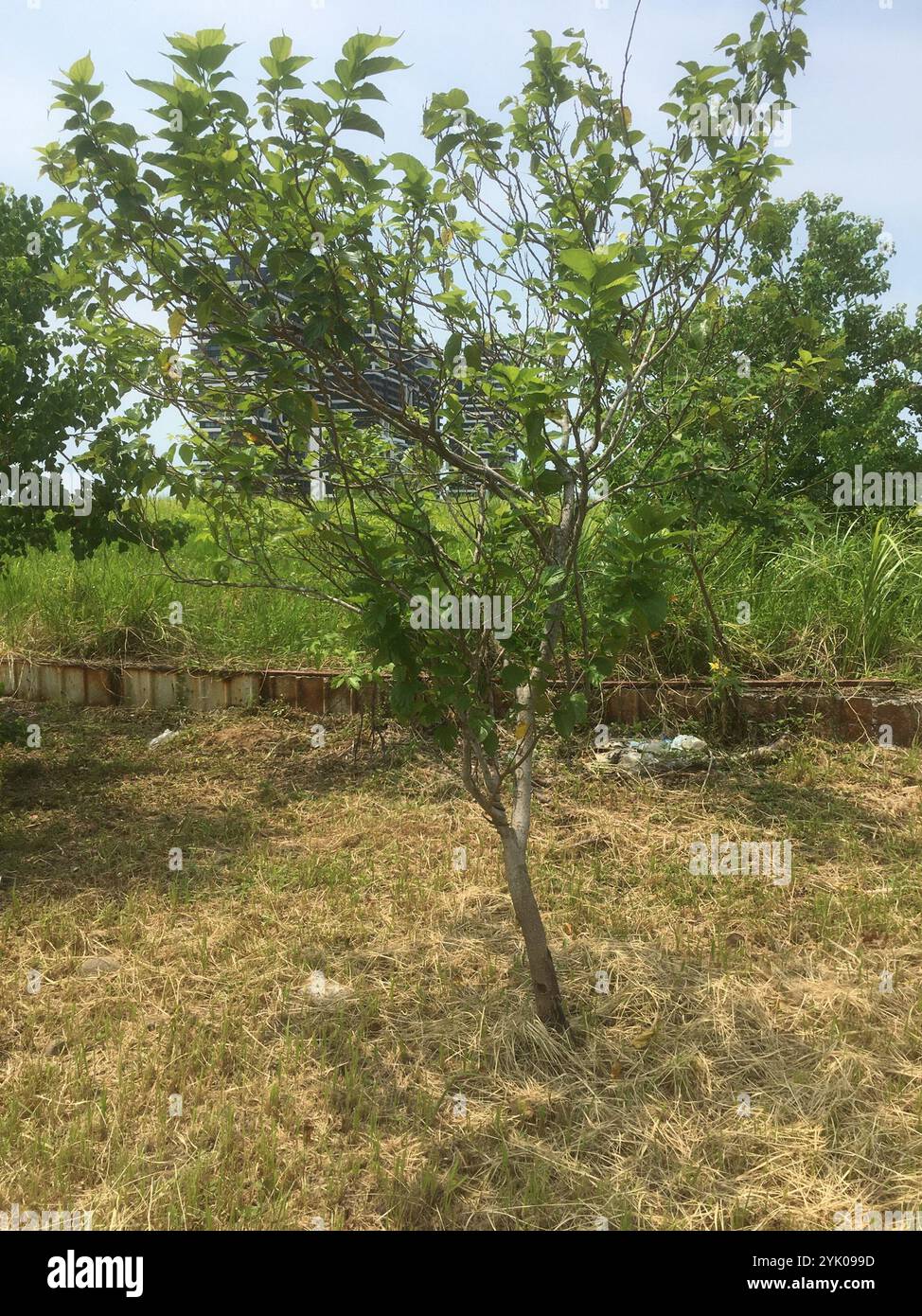 Korean mulberry (Morus indica Stock Photo - Alamy