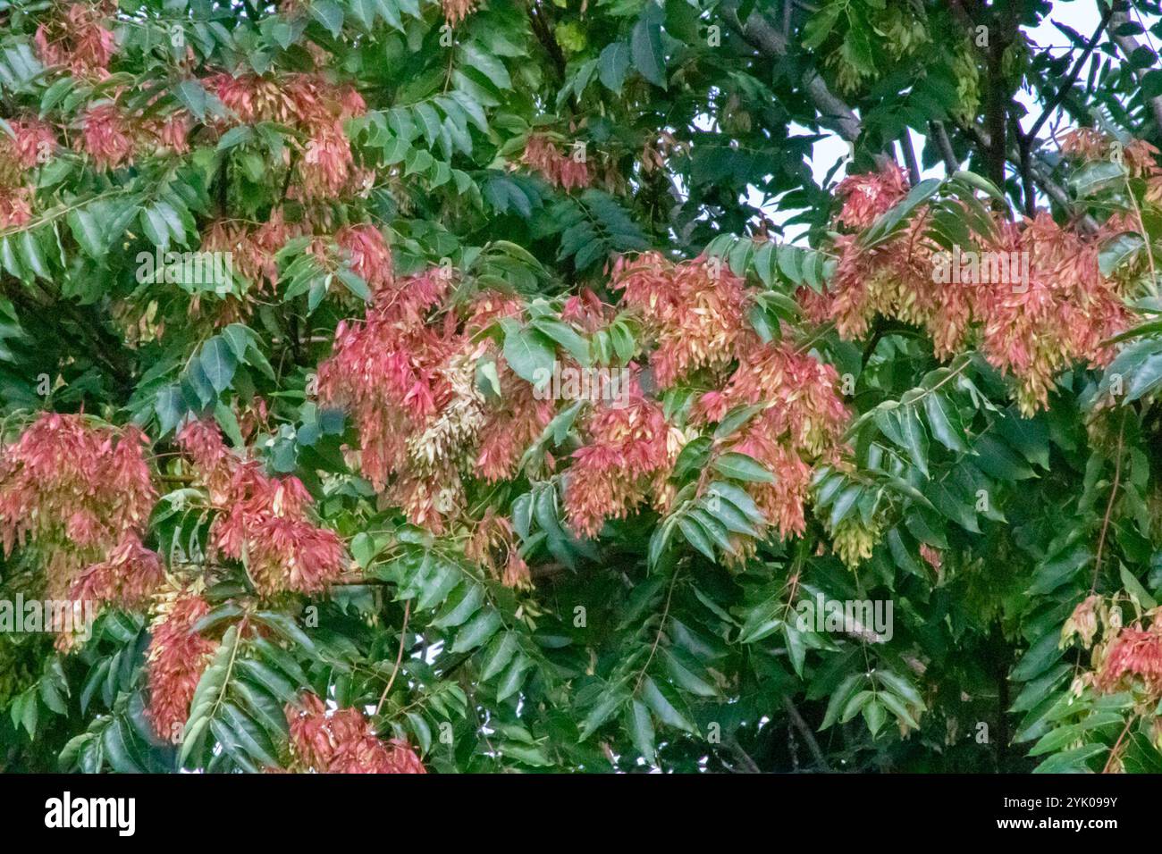 tree-of-heaven (Ailanthus altissima Stock Photo - Alamy