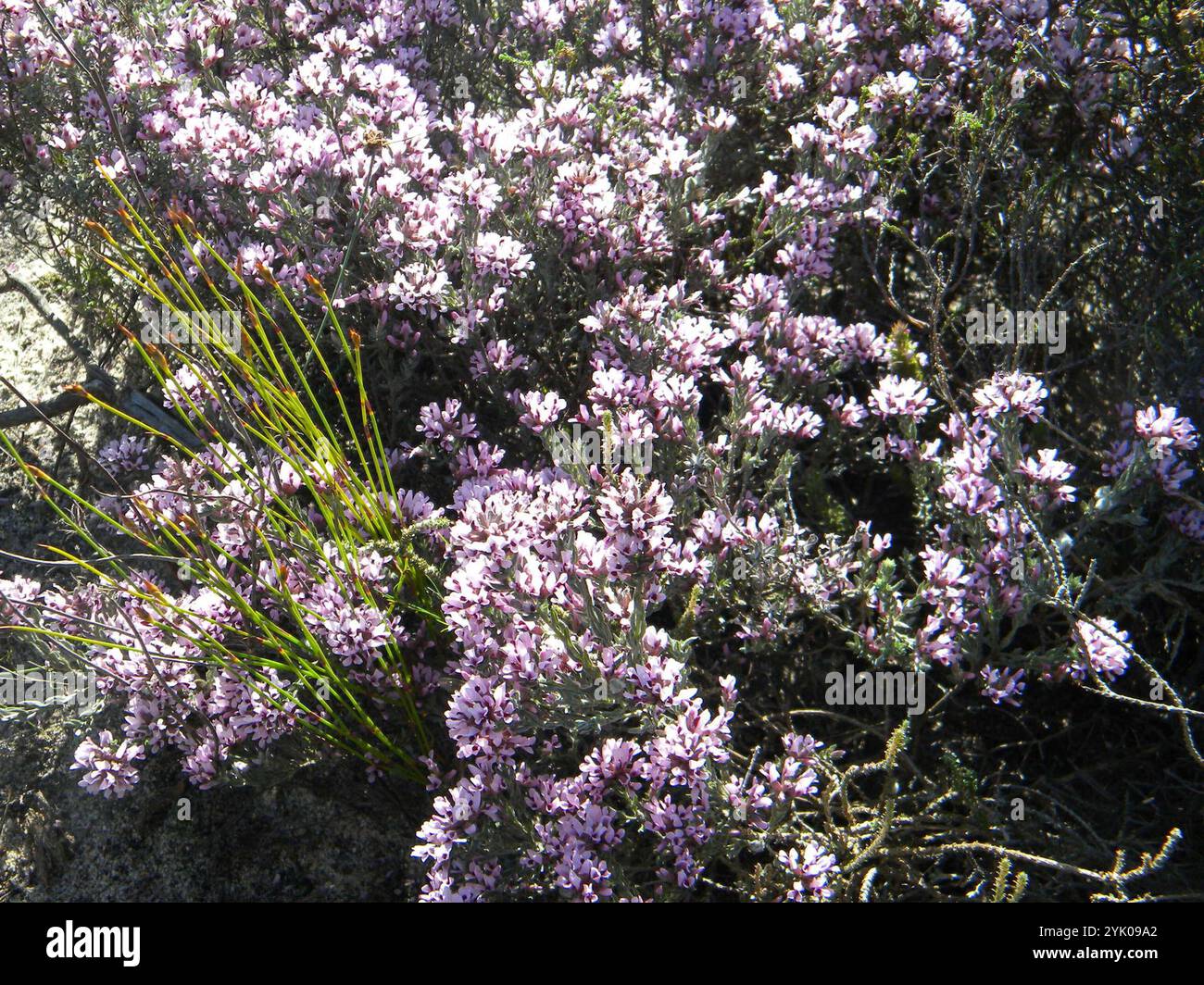 Ericoid Amphithalea (Amphithalea ericifolia Stock Photo - Alamy
