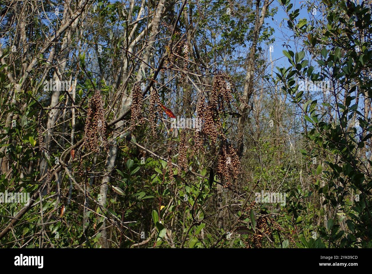 Swamp titi (Cyrilla racemiflora Stock Photo - Alamy