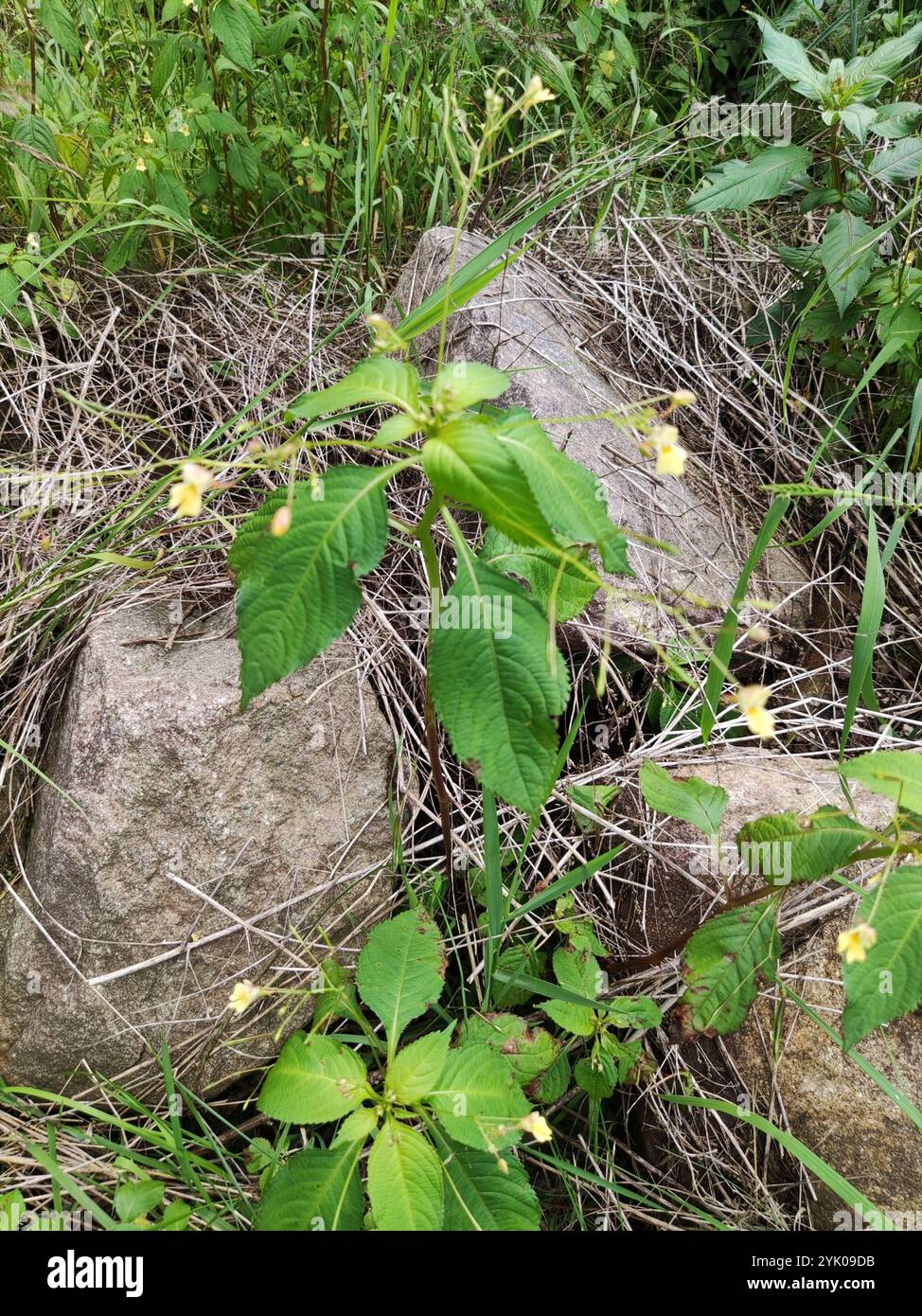 small balsam (Impatiens parviflora Stock Photo - Alamy
