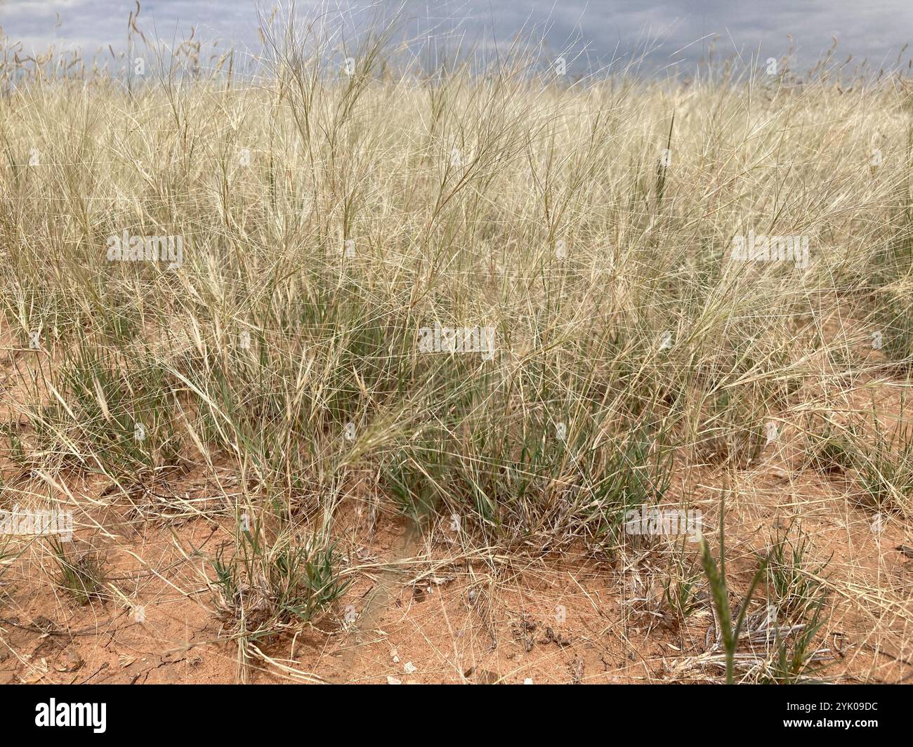 burrograss (Scleropogon brevifolius Stock Photo - Alamy