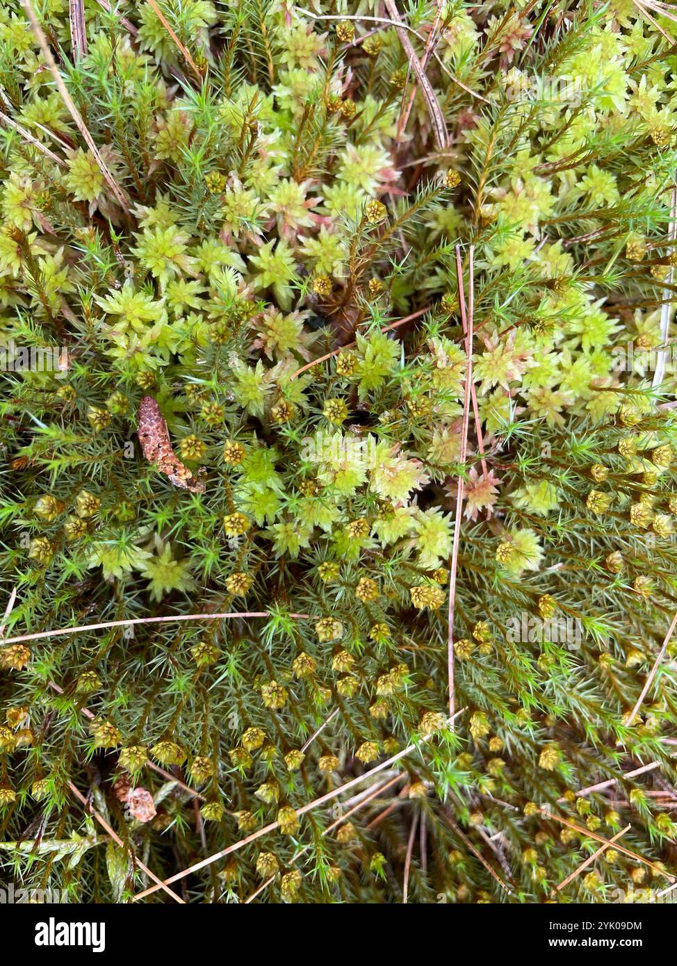 Polytrichum strictum hi-res stock photography and images - Alamy