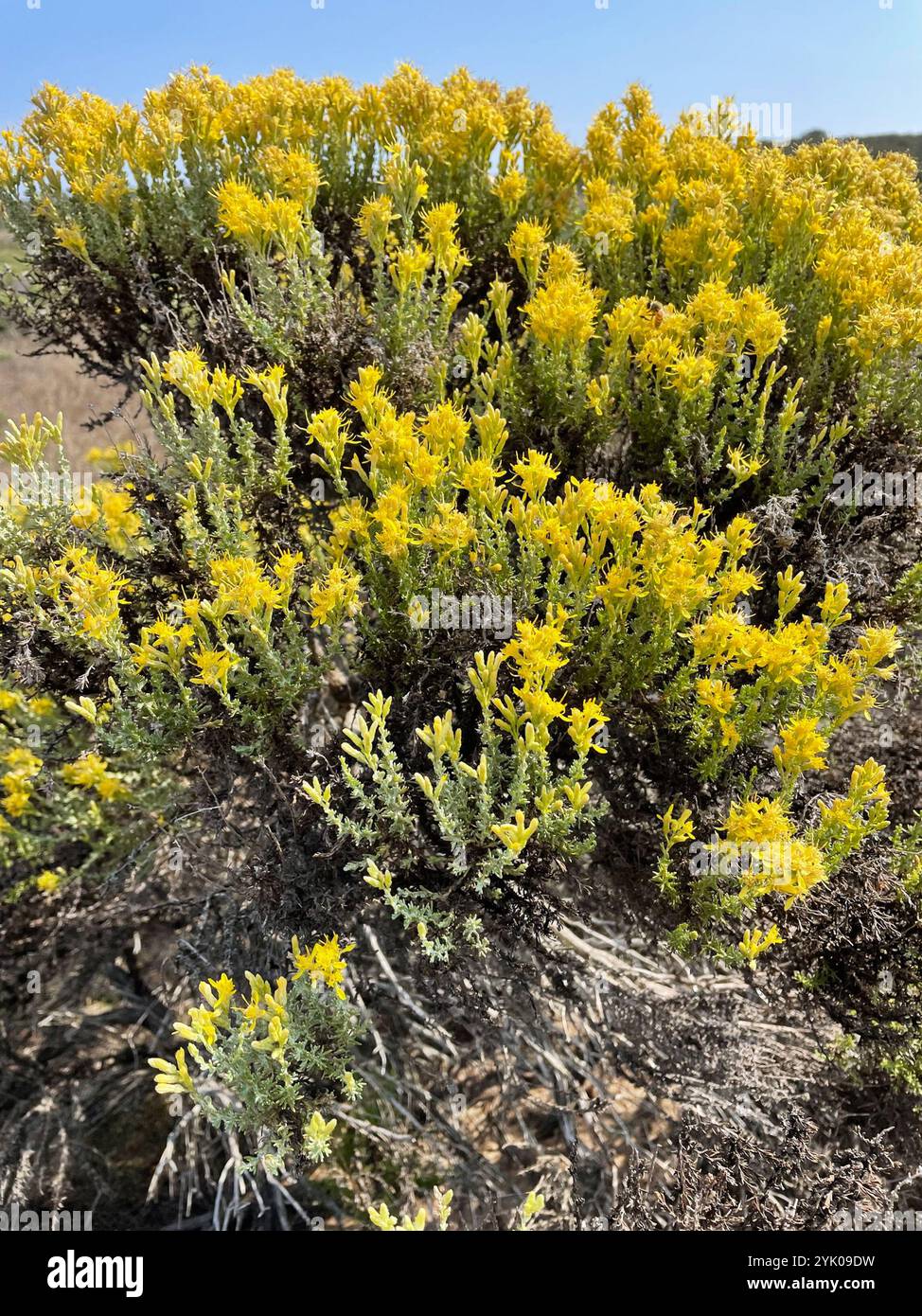 Ericameria ericoides hi-res stock photography and images - Alamy