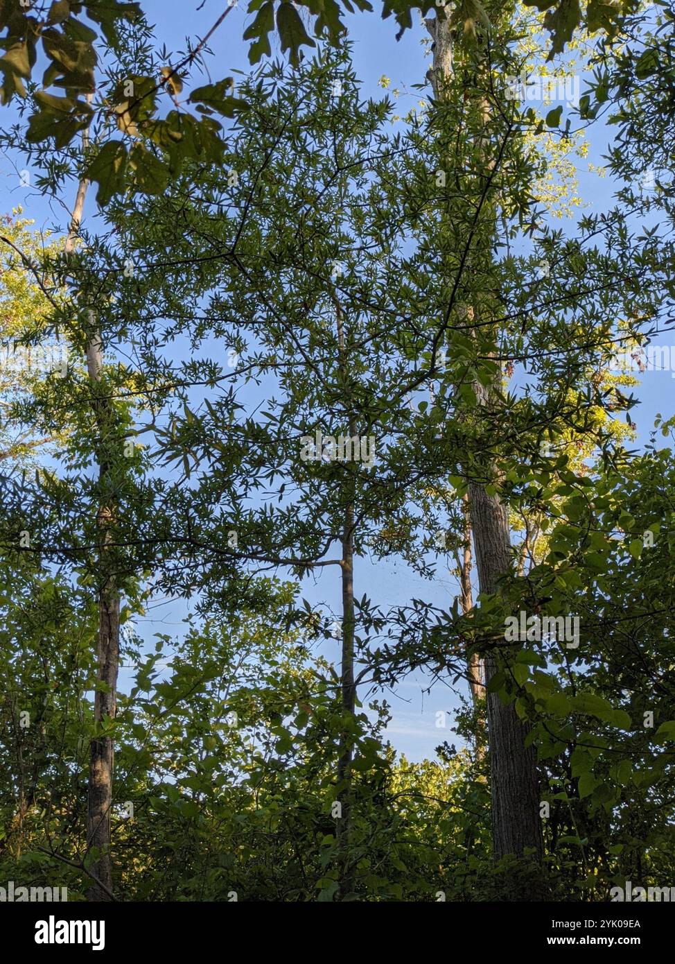 Quercus phellos hi-res stock photography and images - Alamy