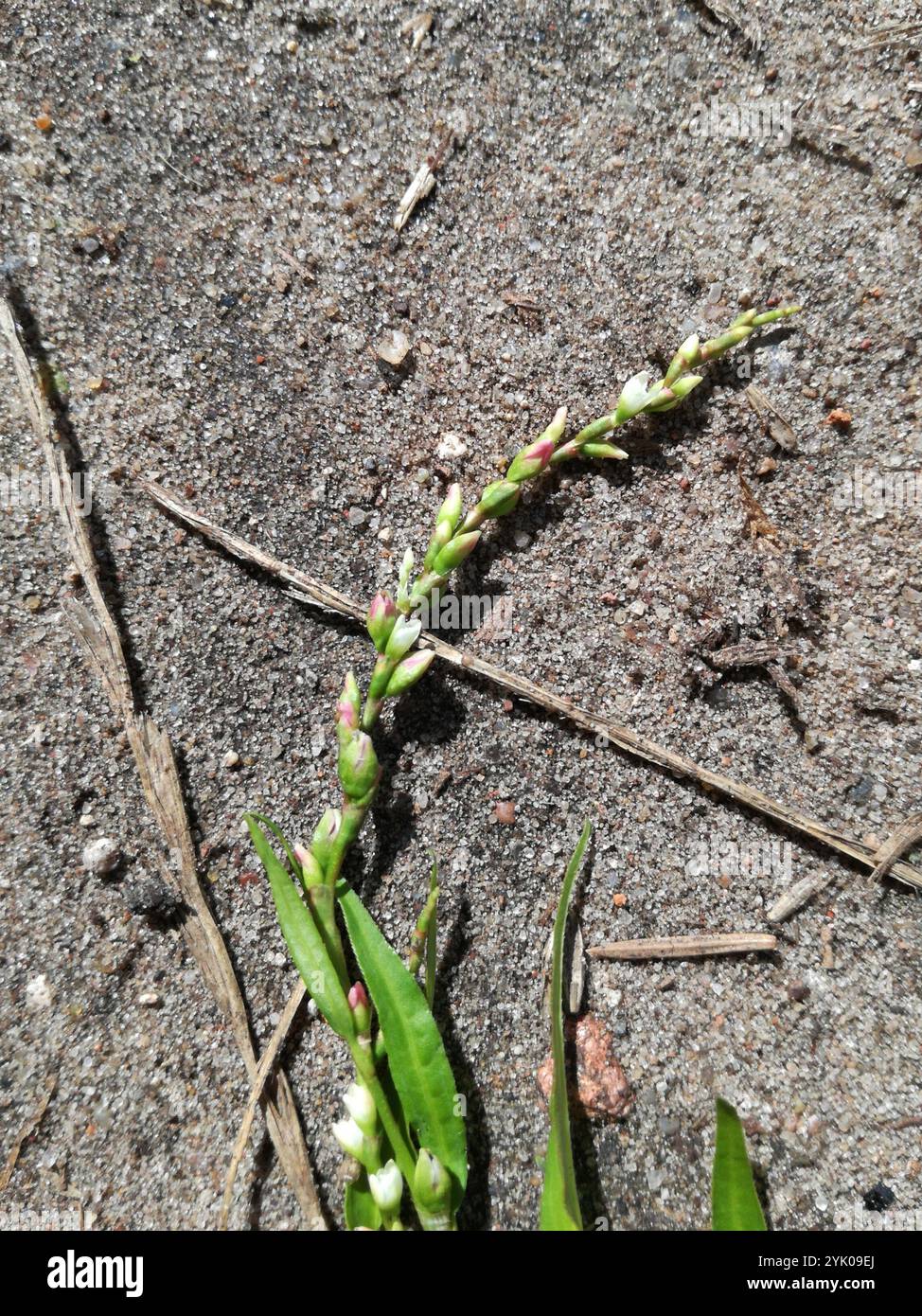 waterpepper (Persicaria hydropiper Stock Photo - Alamy